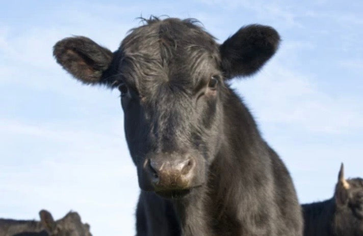 NLIS Tags | Trusted by 5,000 Australian Farmers | Order Online